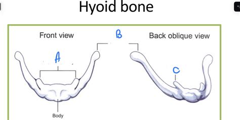 Hyoid Bone Diagram Quizlet Hyoid Bone Diagram Quizlet