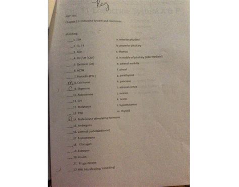 Endocrine System And Hormones — Printable Worksheet