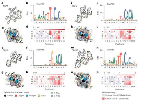 Deeppbs A Geometric Deep Learning Model For Protein Dna Binding Open