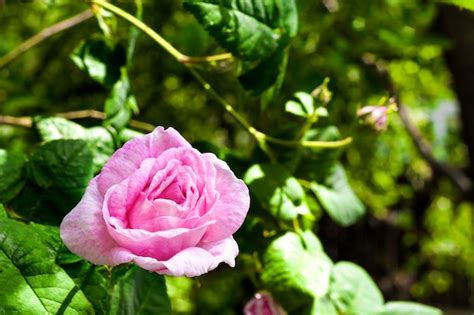 Premium Photo Beautiful Pink Rose With Leaves