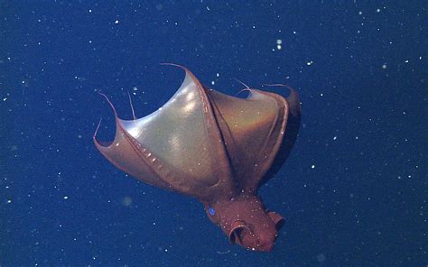 Vampire Squid Vampire Squid