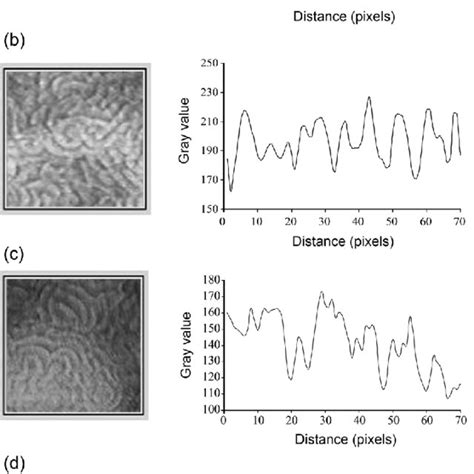 The Wave Patterns And Corresponding Plot Profiles Observed In The Download Scientific Diagram