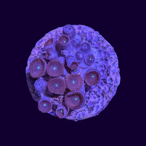 Purple People Eater Zoa Frag Thecoralcentre