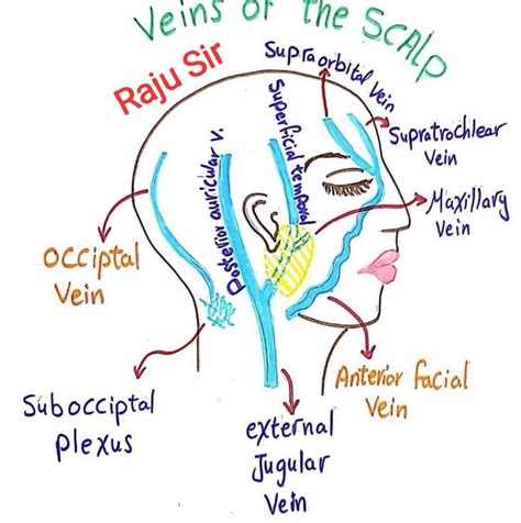 Raju Sir Veins Of The Scalp Facebook