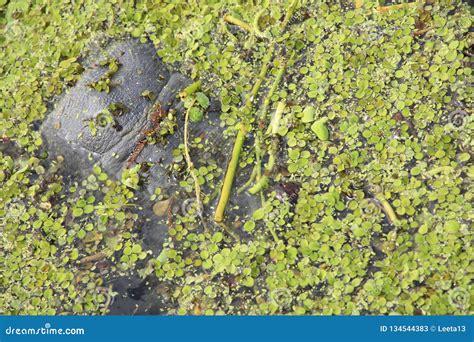 Manatee Eating Sea Grass At Blue Springs State Park Stock Image Image