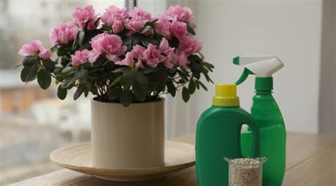 Tips For Growing Beautiful Azaleas In Containers