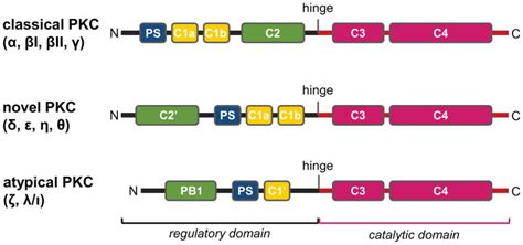 Targeting Protein Kinase C Subtypes In Pancreatic Cancer Pmc