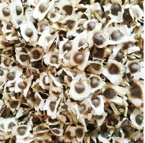 Moringa Oleifera Tree Seeds