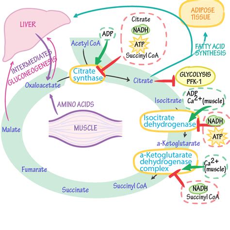 Biochemistry Glossary Regulation Of The Citric Acid Cycle Ditki