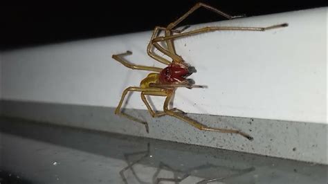 Ядовитый жёлтый мешковидный паук очень полезный Youtube