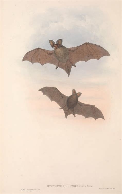 Tasmanian Nyctophilus Bat Color Illustration Classroom Clip Art