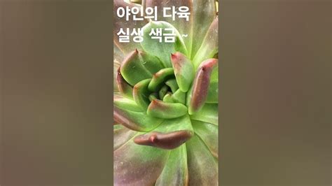 딱 하나뿐인 ~ 꿀잠 하셔유 ~ 임영웅 파종이 실생 다육 다유기 다육이 다육식물 반려식물 다육판매 다육이판매 다육이키우기 다육인스타그램 매혹이 청주