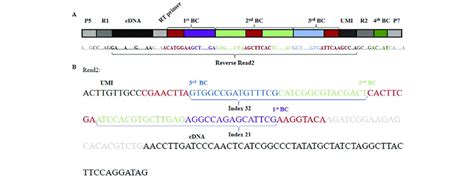 Schematic Overview Of Barcoded Cdna Molecules From Split Seq Data A
