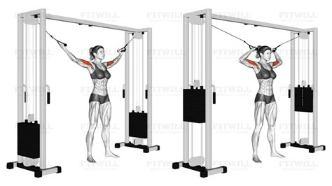 How To Do Cable Standing Inner Curl Techniques Benefits Tips And Tricks Fitwill