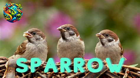 Sparrow Natures Charming Feathered Survivor