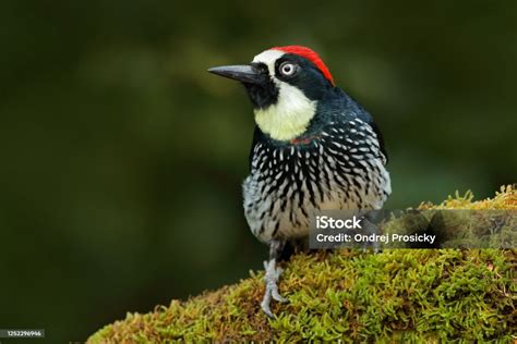 아름다운 새서식지의 녹색 이끼 가지에 앉아 있습니다 자연에 새 코스타리카 미국에서 조류 관찰 코스타리카 산악 숲 도토리 딱따구리 멜라네르페스 포미에서 딱따구리 기민에 대한