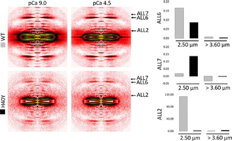 Molecular Dynamics Simulation Setup A Actin Subunit Structure With Download Scientific