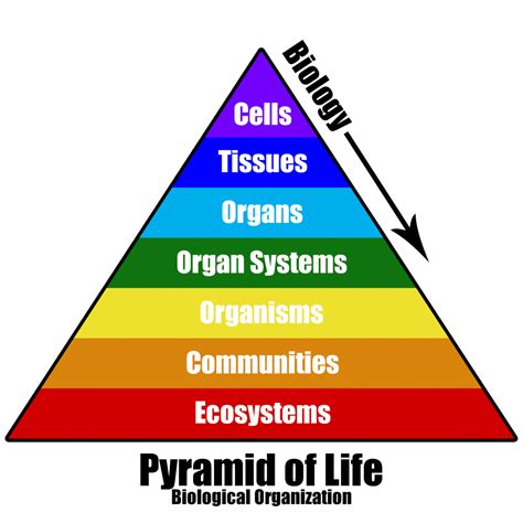 Levels Of Biological Organization Worksheet Admuscente