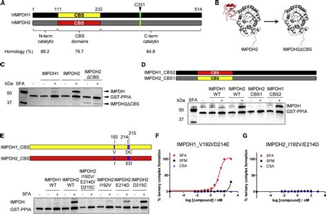 Impdh2 Is An Intracellular Target Of The Cyclophilin A And Sanglifehrin