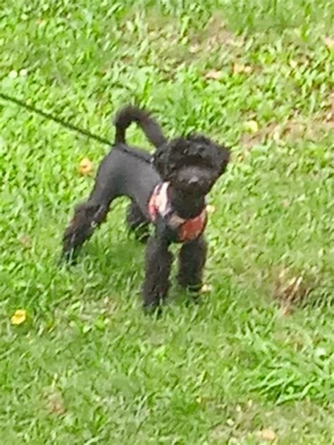 Продам щенка Ши тцу красивый мальчик 6 месяцев добрый умный активный Привит проглистован с