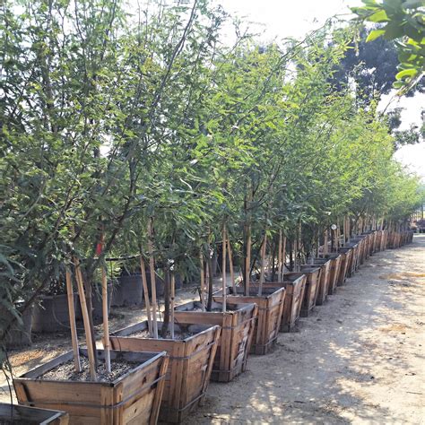 Prosopis Phoenix Thornless Mesquite Mid Valley Trees