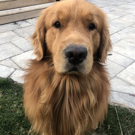 Rogun Furry People Productions