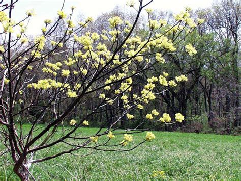 Sassafras Tree Pictures Information On The Sassafras Tree Species