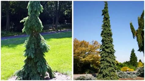 18 Different Types Of Spruce Trees And Their Identifying Features
