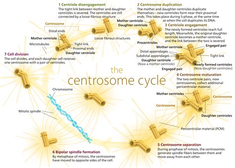 Filecentrosome Cyclesvg Wikimedia Commons