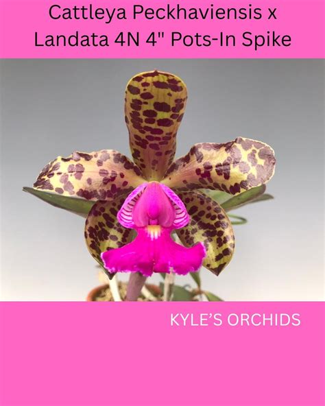 Cattleya Peckhaviensis X Lendata 4n Orchid Grown In 4 Pot Rare