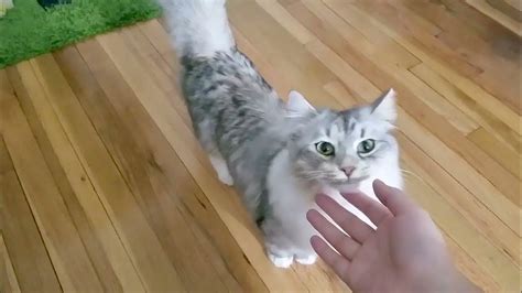 집사를 찾는 개냥이 시베리아 고양이 Youtube