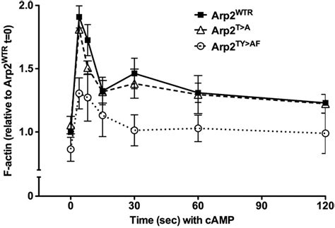 F Actin Assembly In Response To A Uniform Concentration Of Camp Is