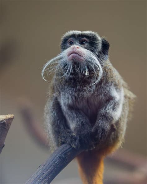Emperor Tamarin Saguinus Imperator Monkey Sitting On Branch Stock Image Image Of Colored