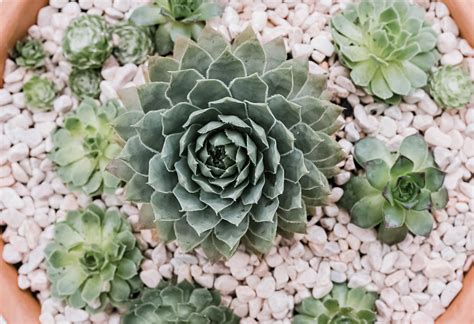 How To Grow And Care For Hens And Chicks House Leek
