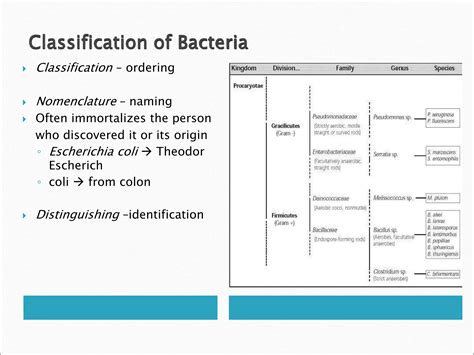 Classificationofbacteriaclinicallyrelevantbacteria2ndyrmltpptxppt
