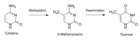 Dna Damage And Repair