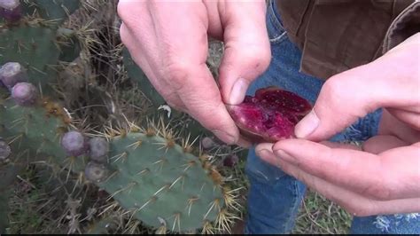 Cómo Recoger Tuna De Cactus Espinosos Ideas Perfectas