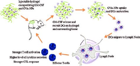 Injectable Thermosensitive Hydrogel For Immunotherapy Via In Situ Download Scientific Diagram