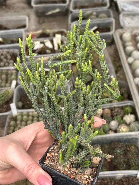 Crassula Lycopodioides Succulents Crassula Kaktusy Sukulenty I