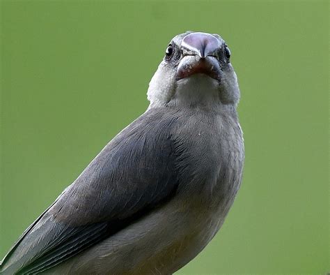 The Life Journey In Photography Java Sparrow Female Penampang Kota Kinabalu Sabah Borneo