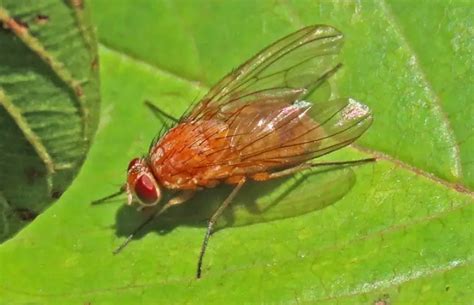 24 Red Small Bug Species Pictures And Identification