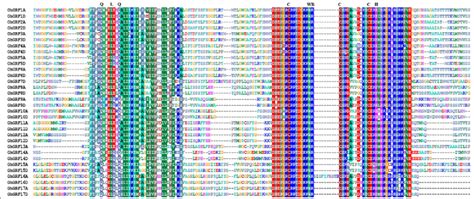 Sequence Alignment Of Ghgrf Gossypium Hirsutum Grf Proteins And The