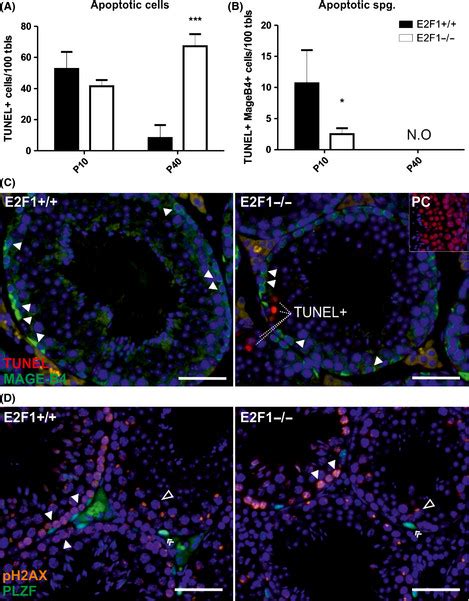 Decreased Apoptosis Of The First Wave Spermatogonia And Increased Download Scientific Diagram