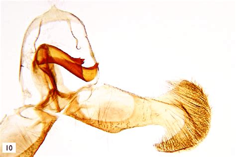 Dichrorampha Velata Sp Nov Holotype Male Genitalia Download