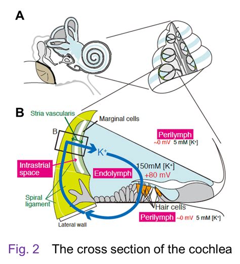 Department Of Molecular Physiology Niigata University School Of Medicine