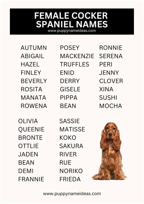 385 Cocker Spaniel Names With Meanings