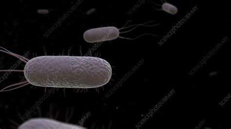 Flagellated Bacteria Swimming Animation Stock Video Clip K0107118 Science Photo Library