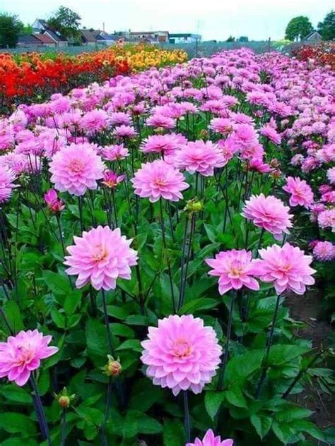 สวัสดียา รูปภาพวิวธรรมชาติสวยๆ ดอกไม้ ทะเล สุดสวย น่าร้กๆ