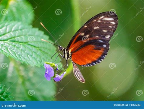 Black Orange Butterfly Heliconius Hecale Tiger Longwing Hecale
