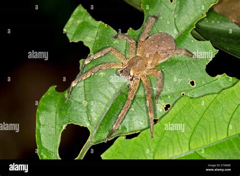 The Brazilian Wandering Spider Wandering Spider Meaning Hiep